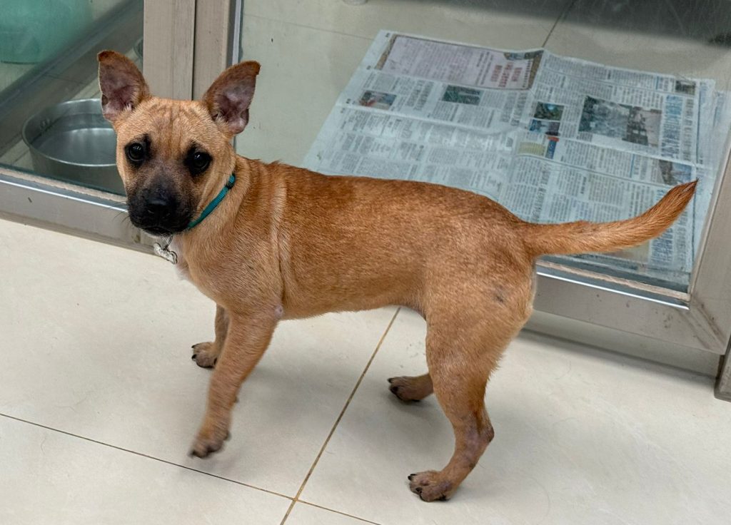 Gretel – Hong Kong Dog Rescue